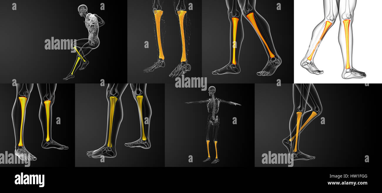 3d rendering medical illustration of the tibia bone Stock Photo - Alamy