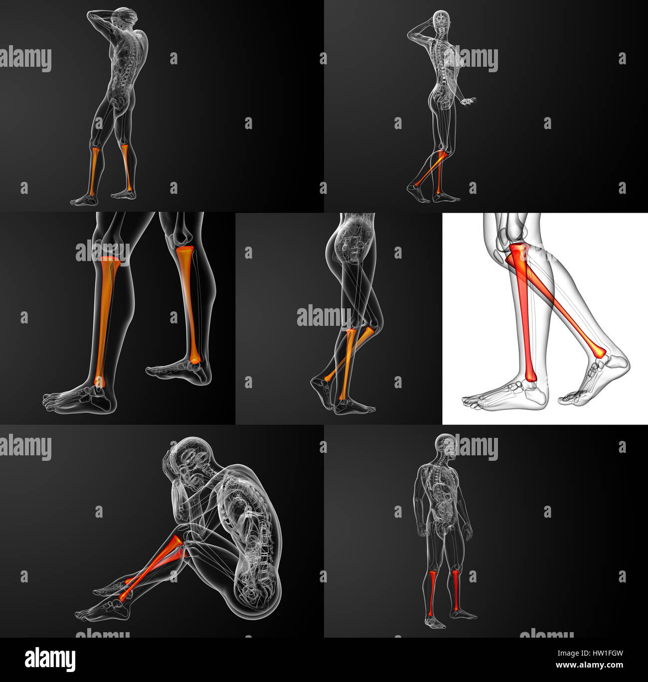 3d rendering medical illustration of the tibia bone Stock Photo - Alamy