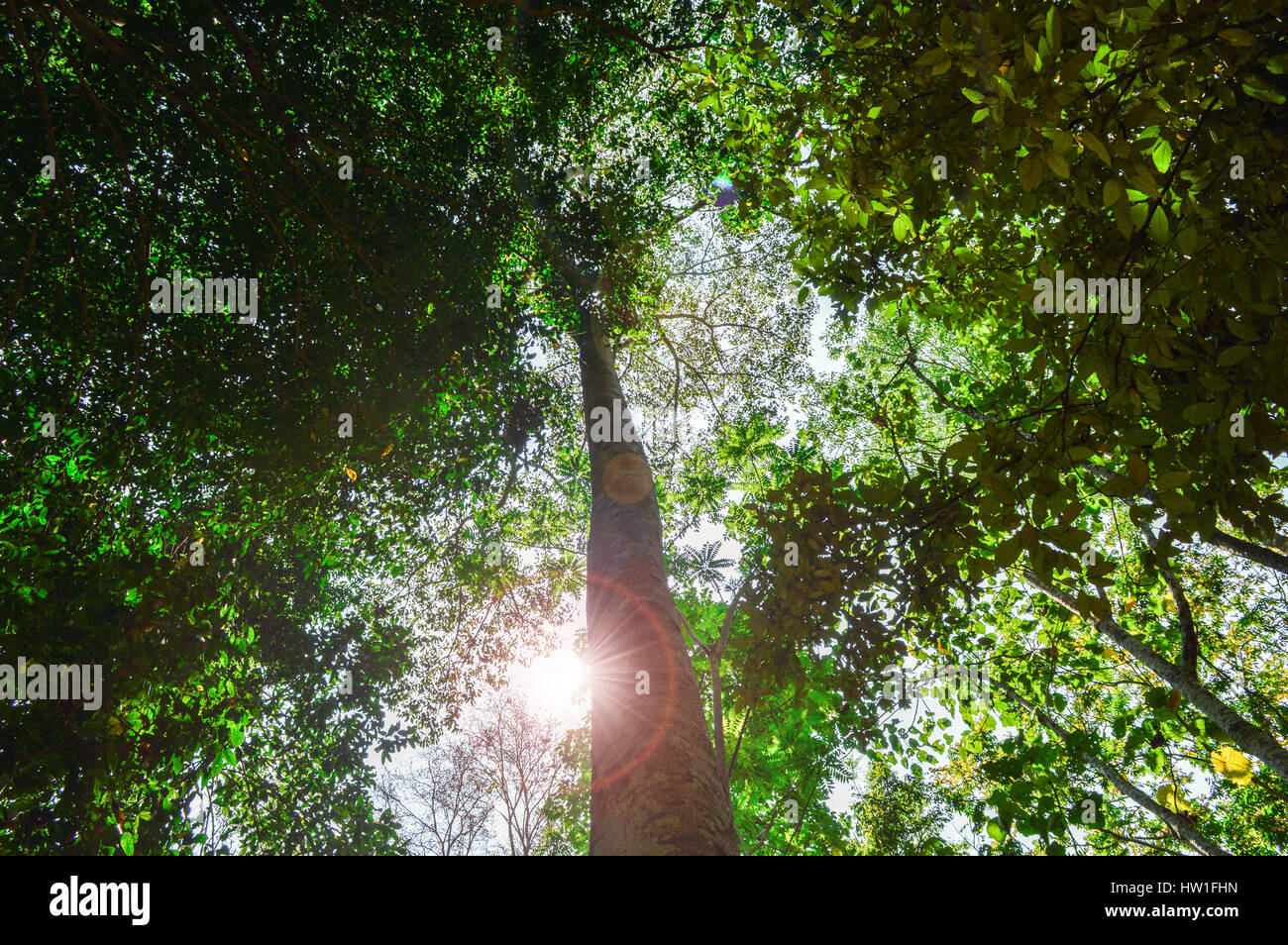 Sunlight and tree in the forest Stock Photo - Alamy