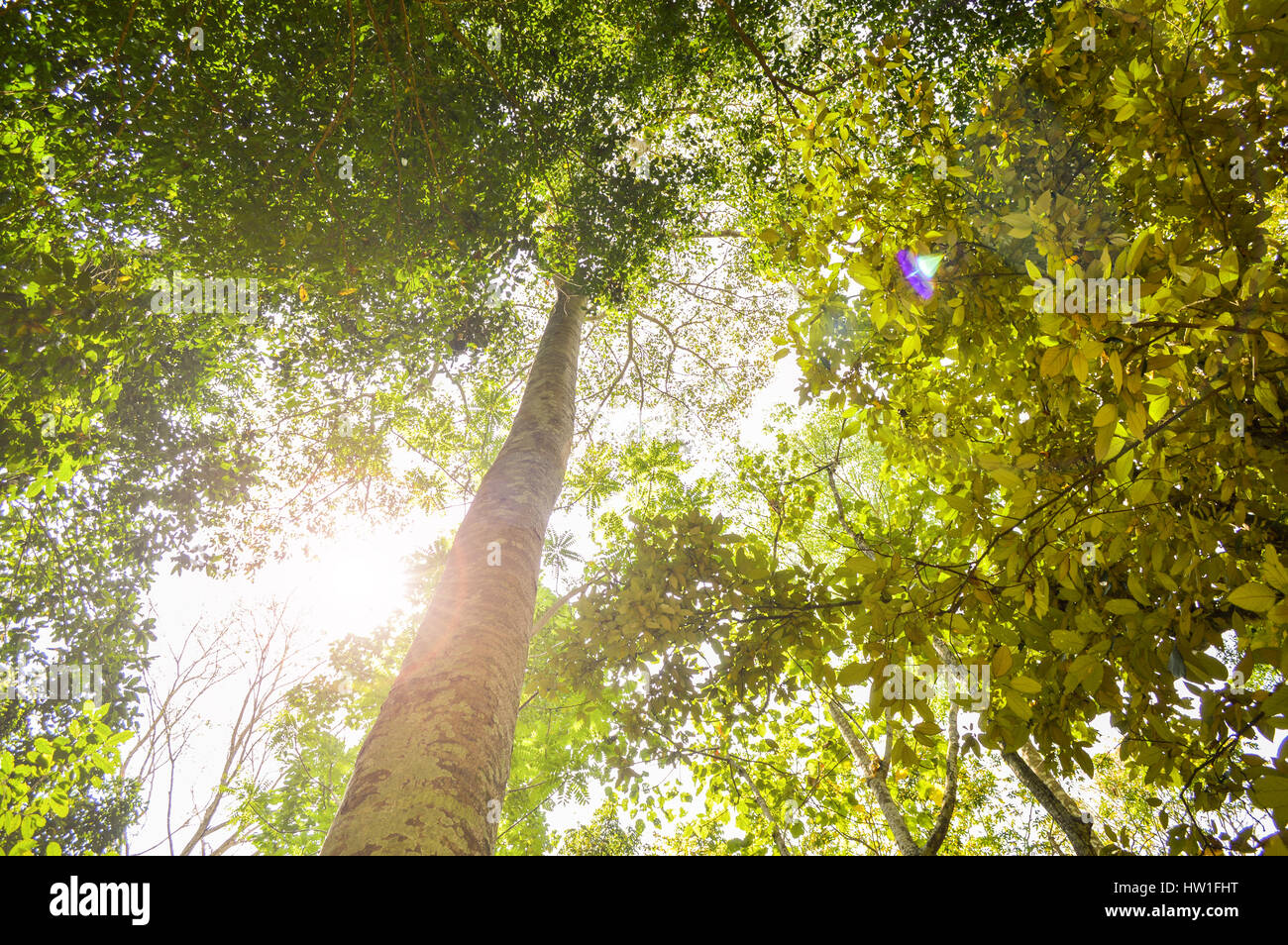 Sunlight and tree in the forest Stock Photo - Alamy