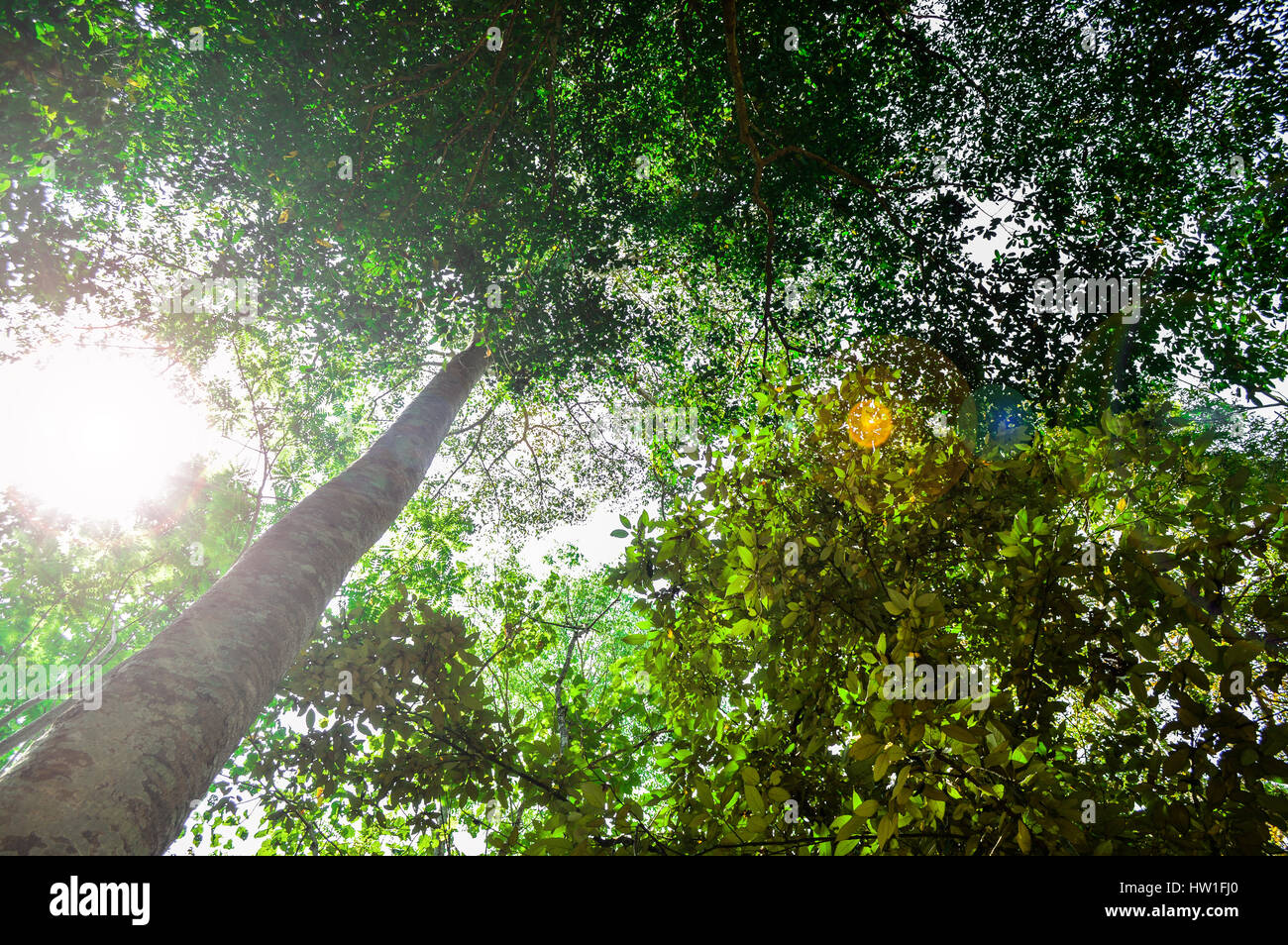 Sunlight and tree in the forest Stock Photo - Alamy