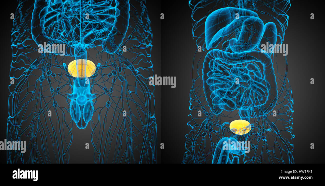 3d rendering medical illustration of the bladder Stock Photo - Alamy