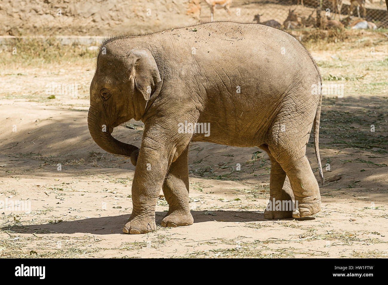 Flora and fauna of india hi-res stock photography and images - Alamy