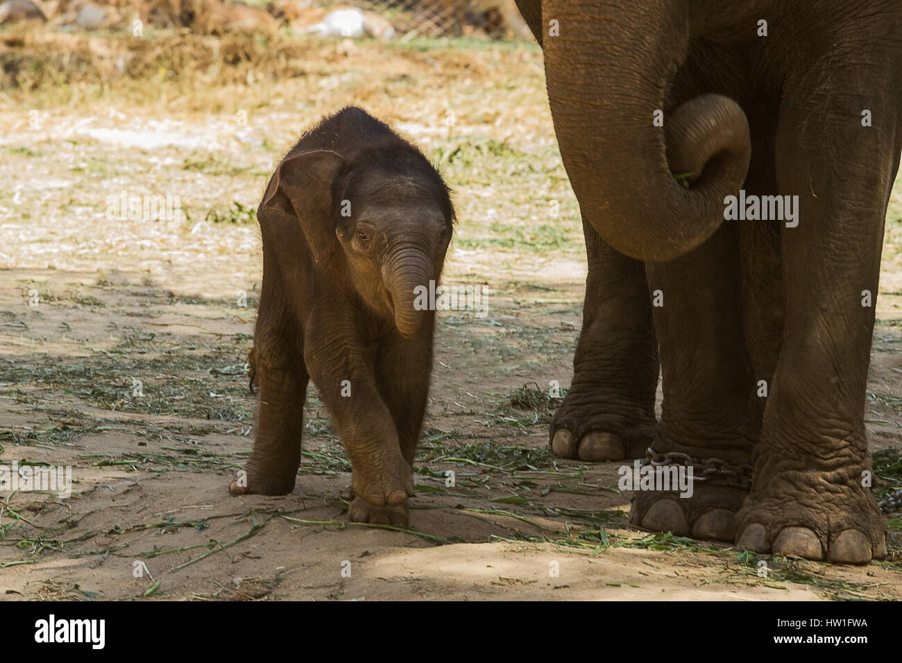 photo of a young Asian elephant playing in the hot Indian sunsine along ...