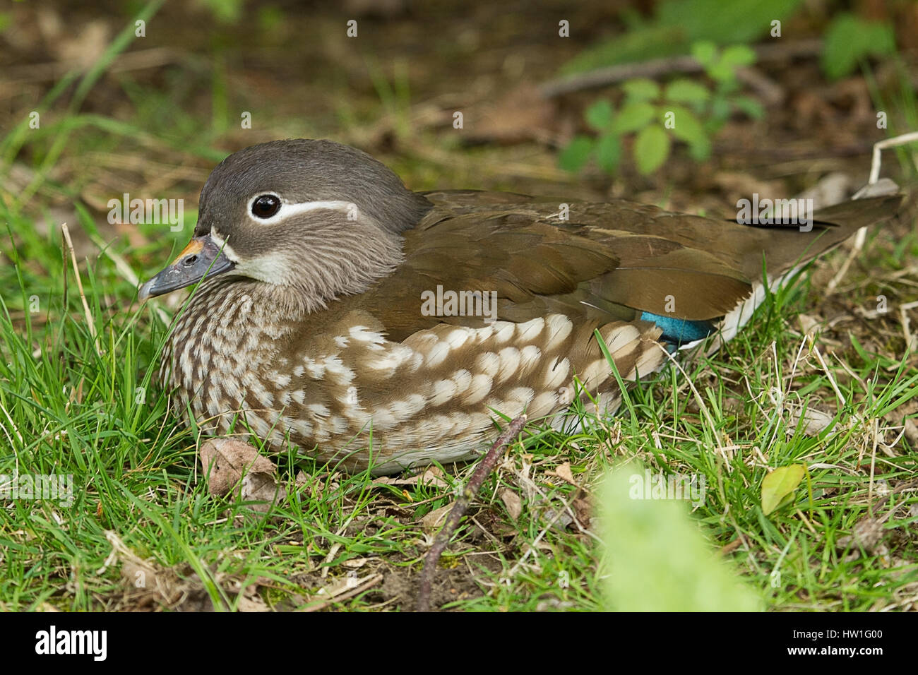 photo of a female Mandarin duck sitting resting in the green grass ...