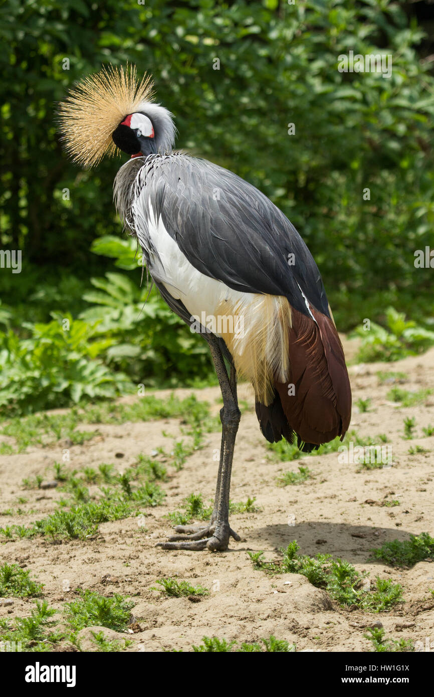 photo of a beautiful Crowned crane preening it's feathers on a hot ...