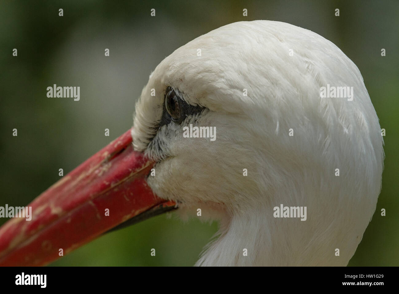 A closeup photo portrait of a beautiful White Stork Stock Photo - Alamy