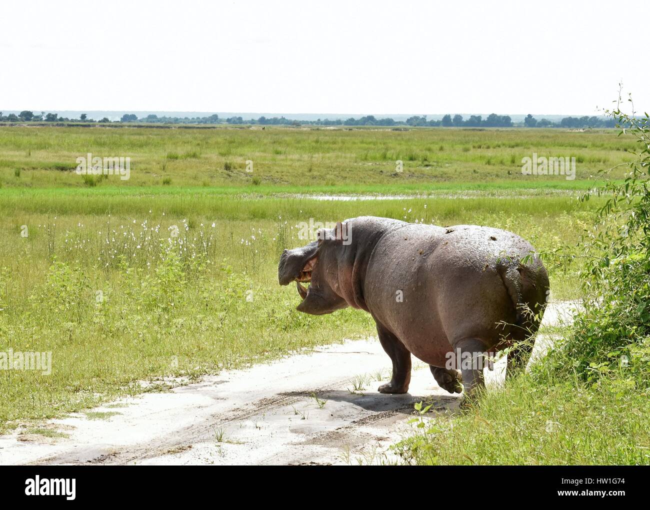 Hippo's in Africa Stock Photo - Alamy