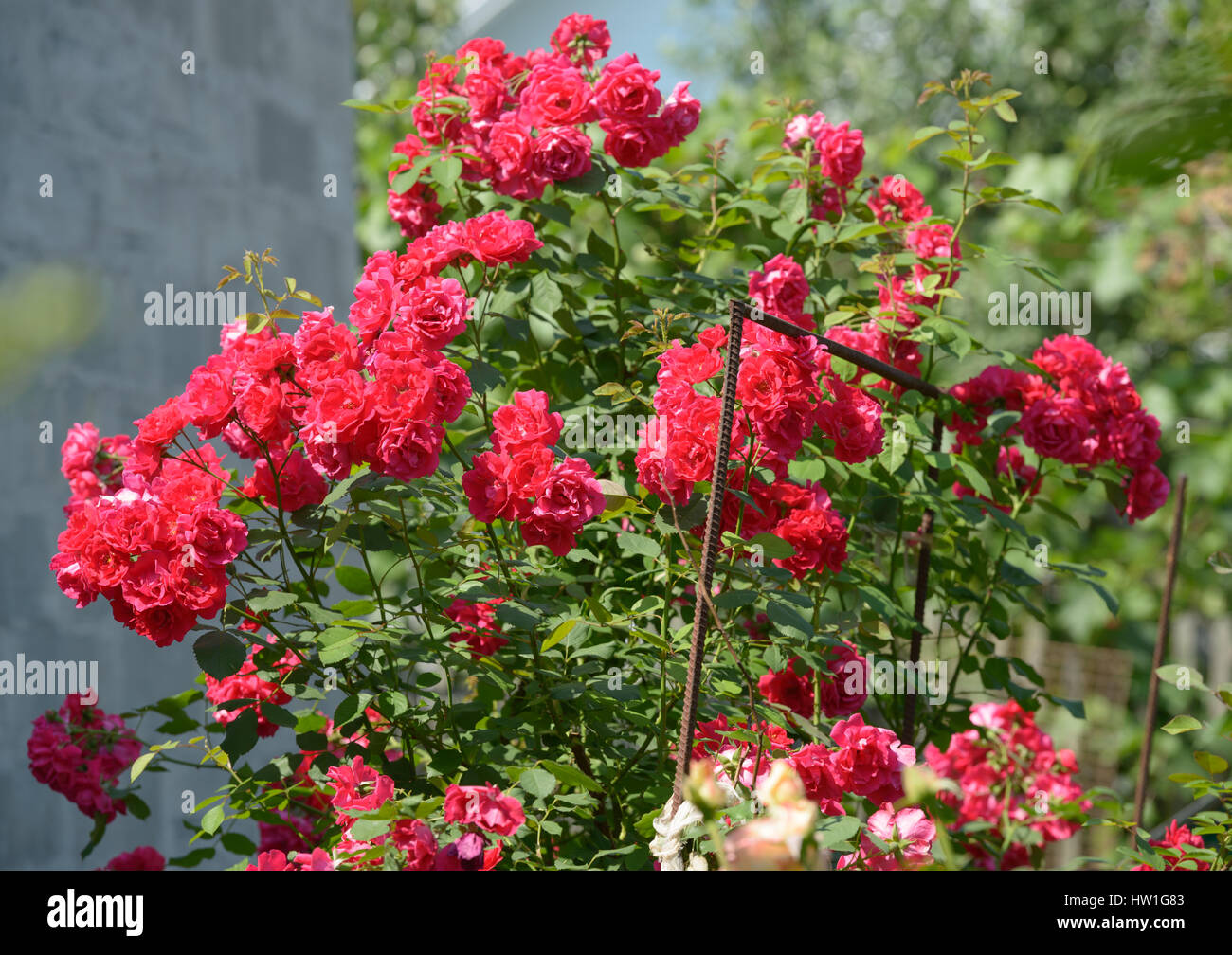 Upper part of high bush of climbing rose with many bright red flowers ...