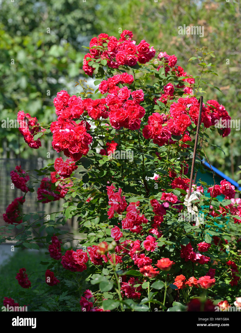 Upper part of high bush of climbing rose with many bright red flowers ...