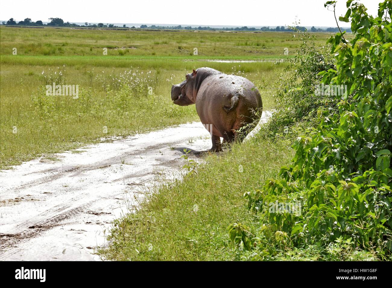 Hippo's in Africa Stock Photo - Alamy