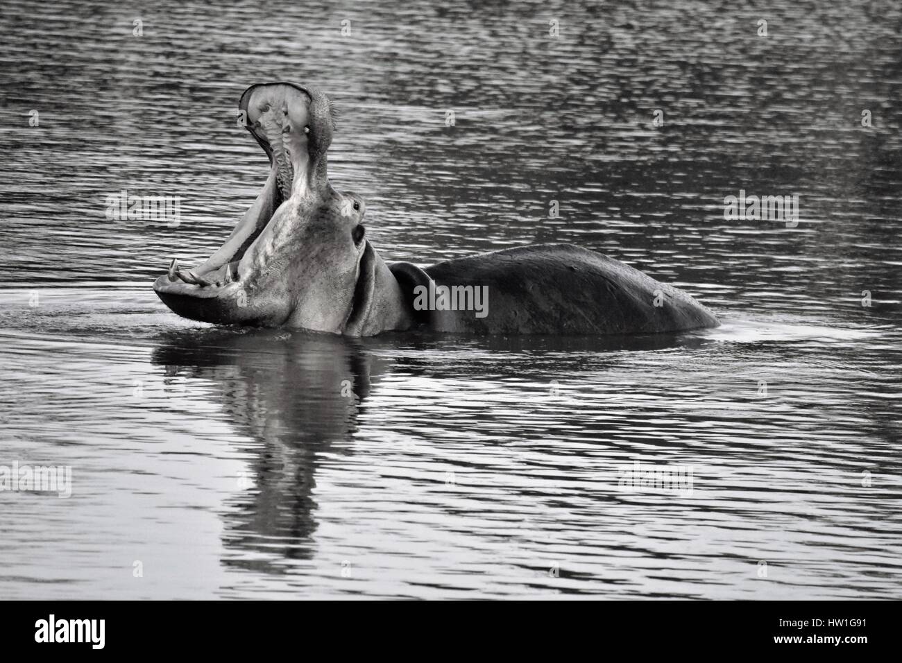 Hippo's in Africa Stock Photo - Alamy
