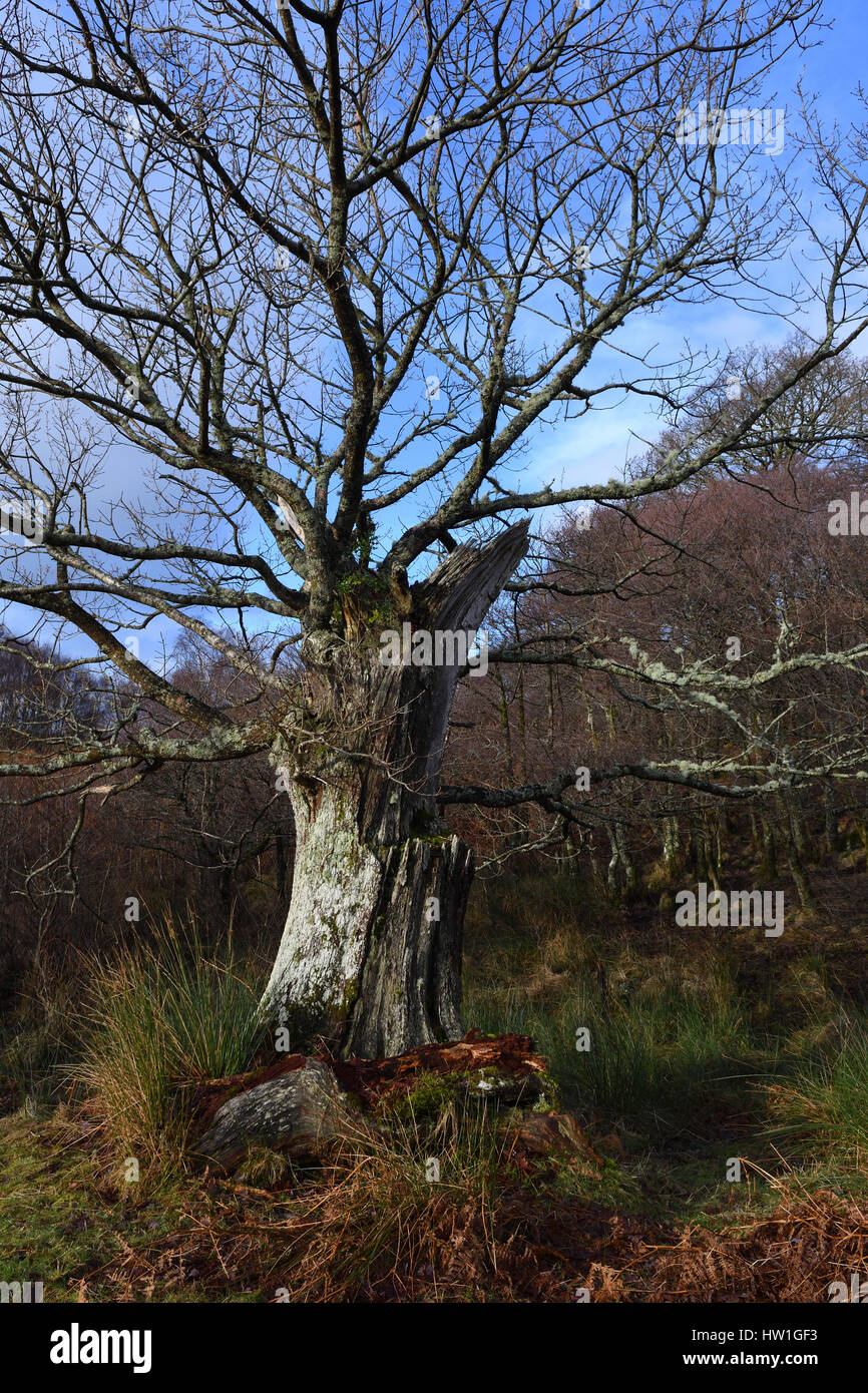 Sessile oak and scotland hi-res stock photography and images - Alamy