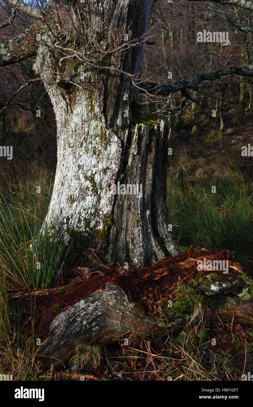 Sessile oak and scotland hi-res stock photography and images - Alamy