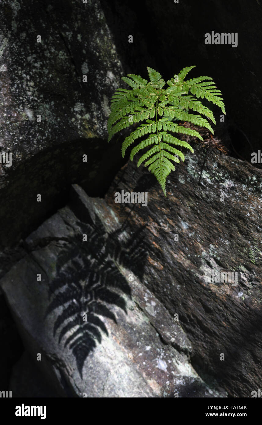 fern growing out of stone;shadow;impression;artistic;ardnamurchan ...
