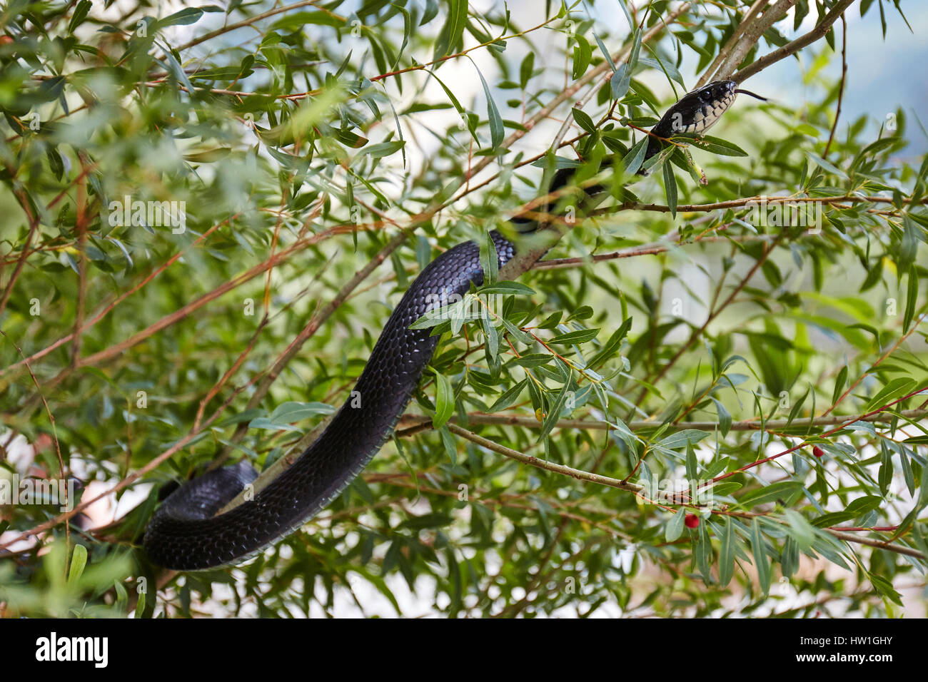 Grass snake in tree Stock Photo - Alamy