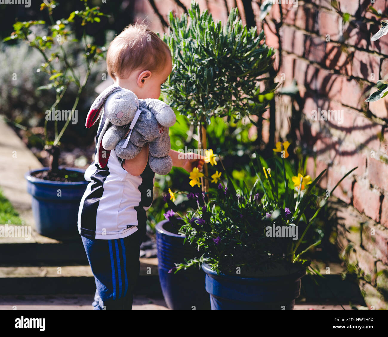 Little boy playing with flowers in garden for first time Stock Photo ...