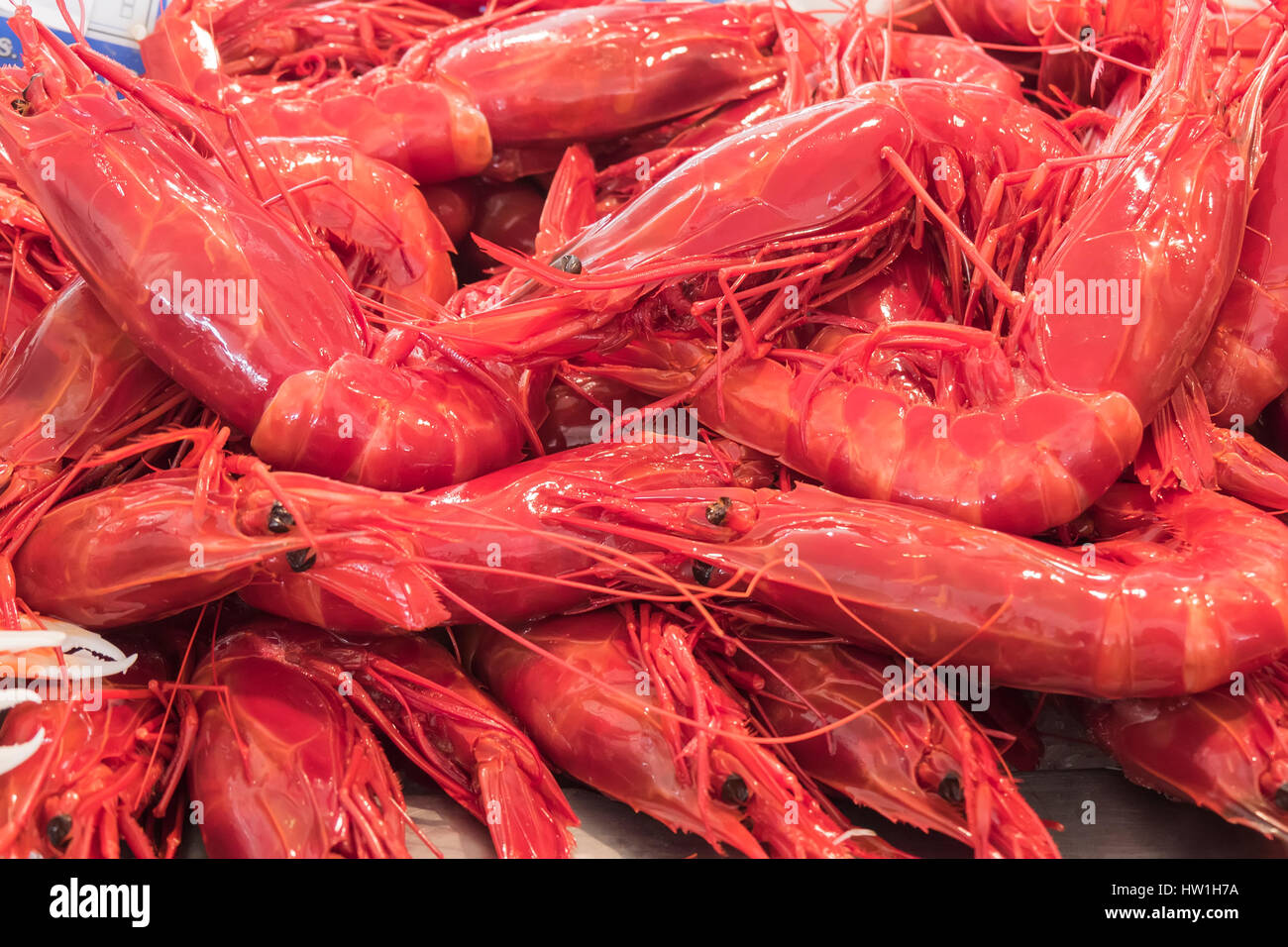 Giant red prawns (Aristaeopsis edwardsian Stock Photo - Alamy
