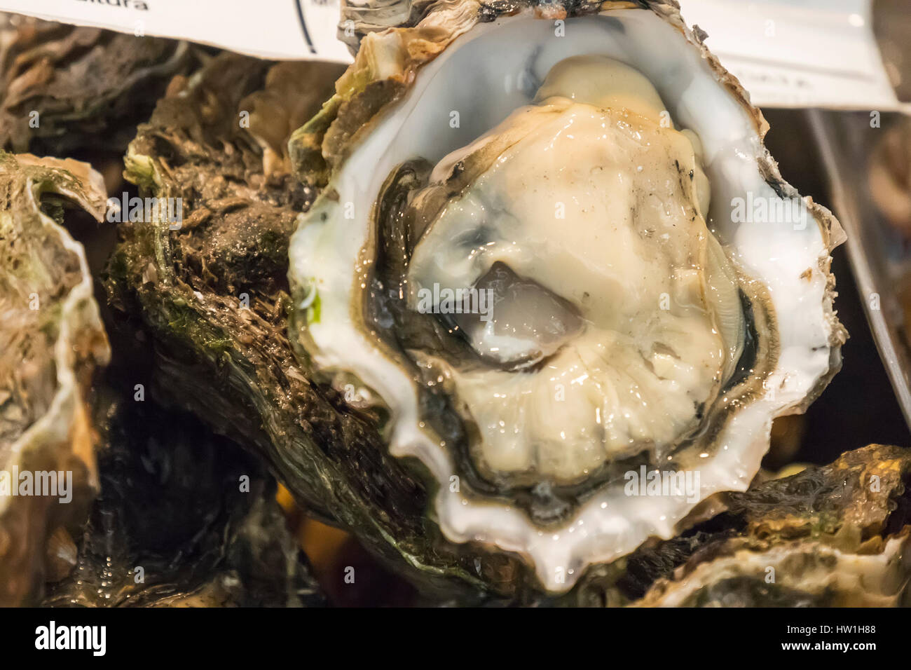 Fresh Oysters Ostrea Edulis High Resolution Stock Photography and ...