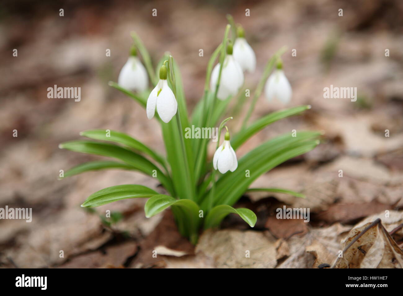 Flowering snowdrops in spring forest. (Galanthus nivalis Stock Photo ...
