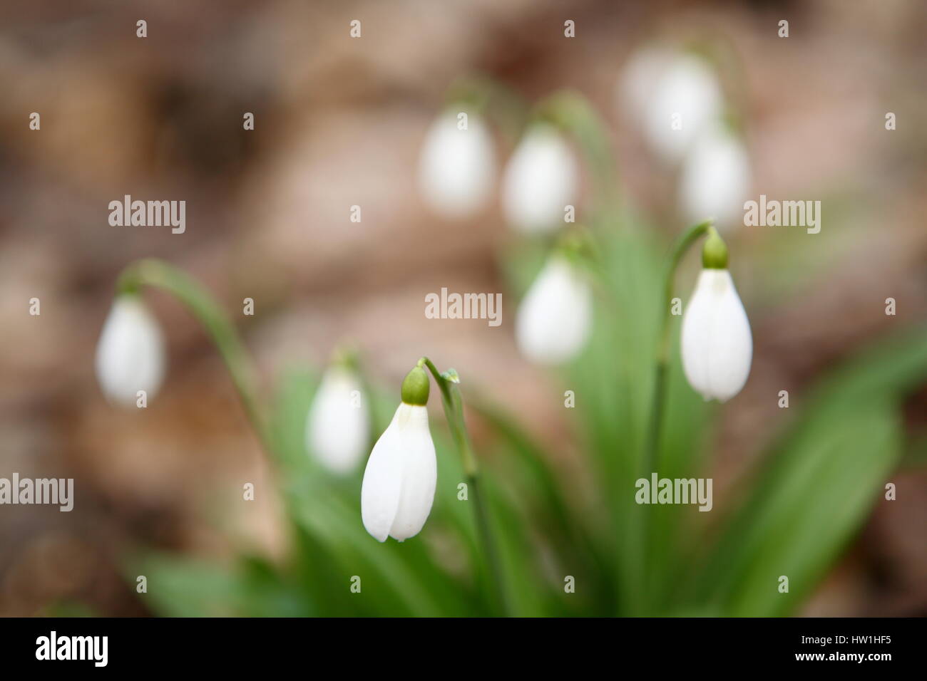 Flowering snowdrops in spring forest. (Galanthus nivalis Stock Photo ...