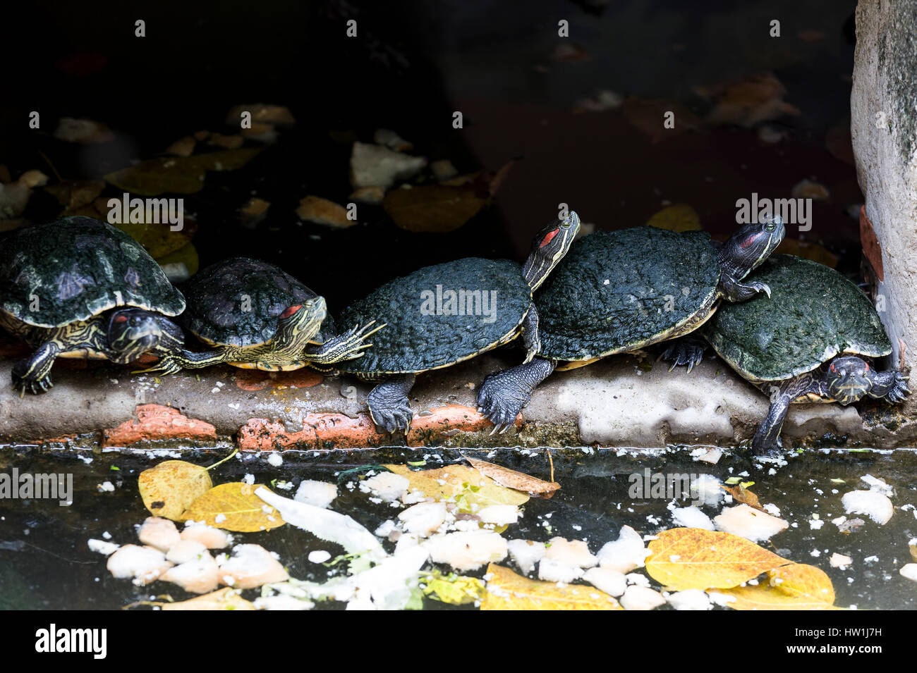 Vietnamese pond turtle hi-res stock photography and images - Alamy