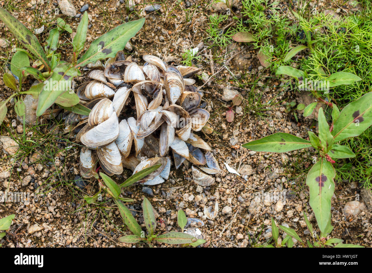 Freshwater mussel hi-res stock photography and images - Alamy