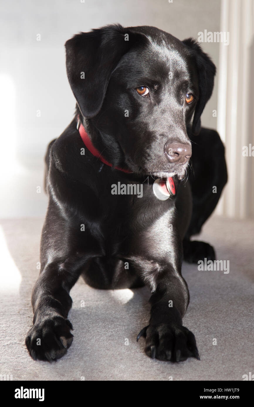 Female black labrador lying down in partial sunlight Stock Photo - Alamy