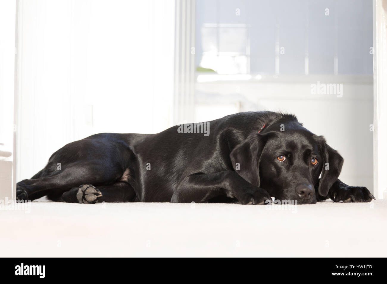 Female black labrador hi-res stock photography and images - Alamy
