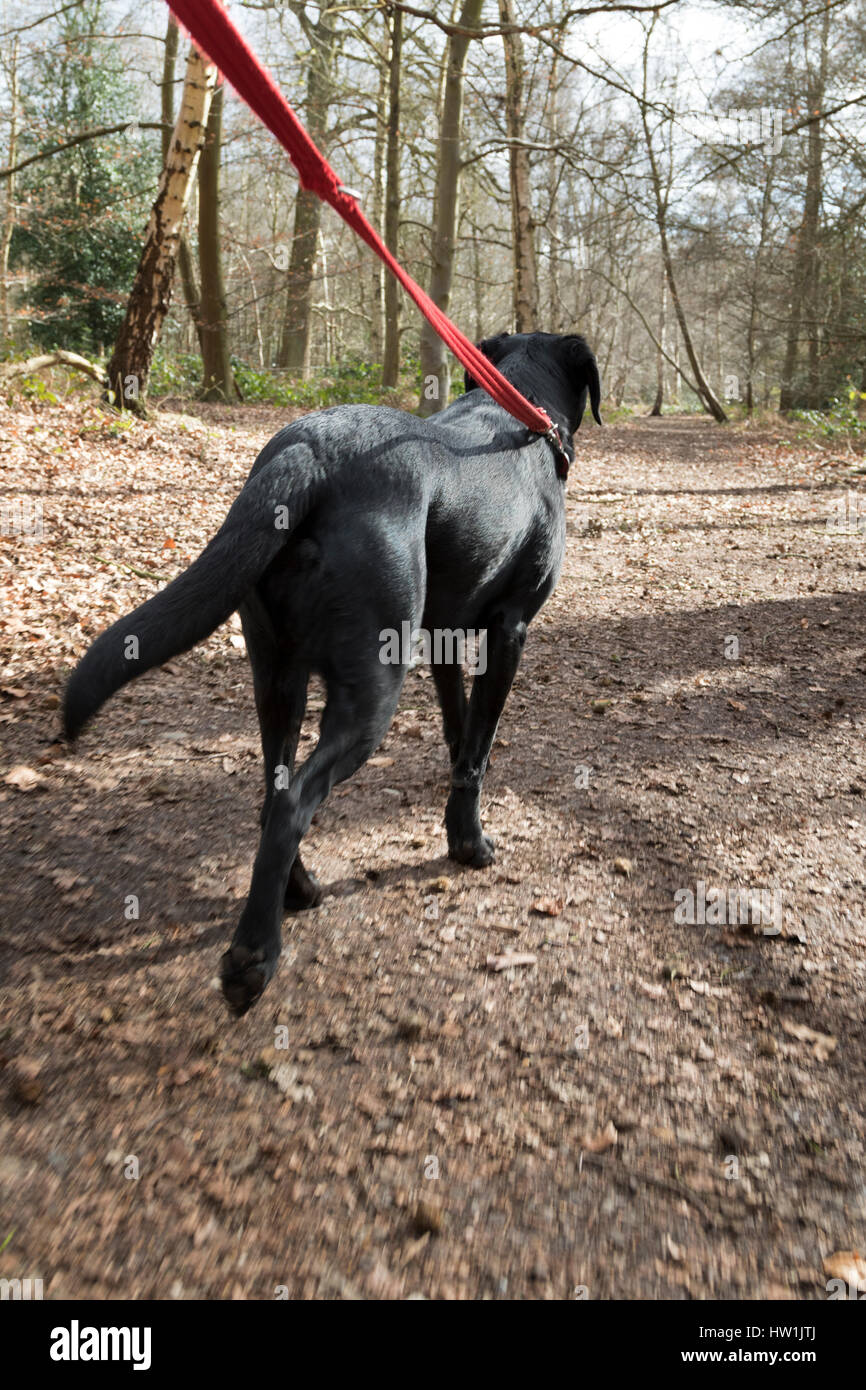 Female black labrador being walked on the lead in a forest Stock Photo ...