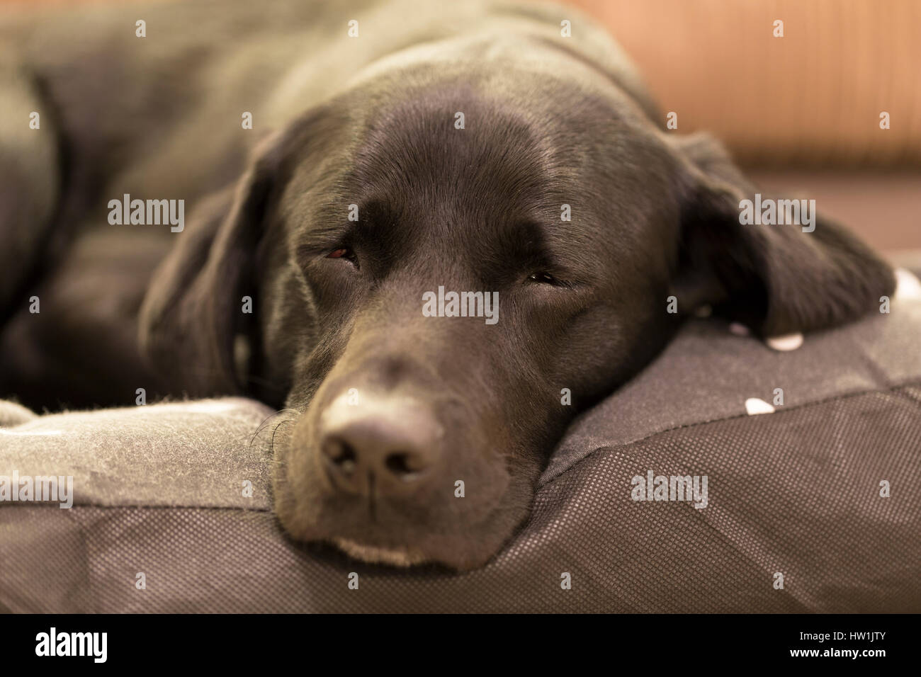 Female black labrador falling asleep on her dogbed Stock Photo - Alamy