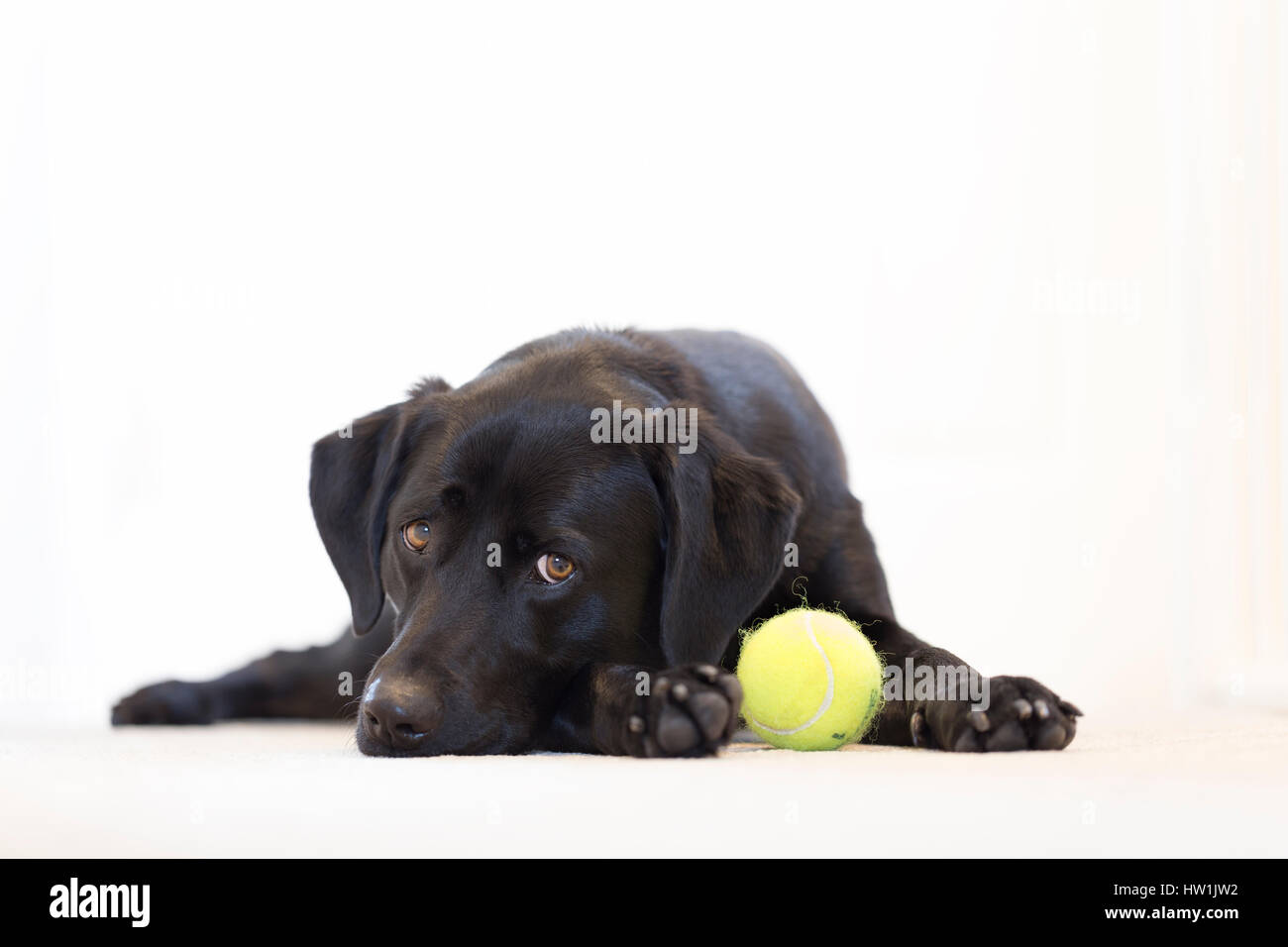 Female black labrador lying down with a tennis ball Stock Photo - Alamy