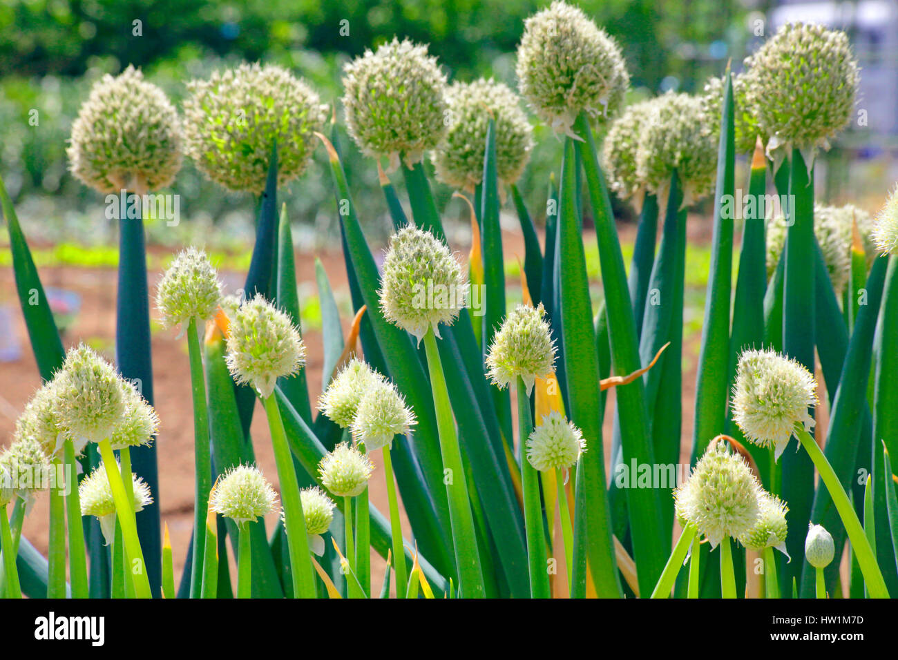Welsh onion plant hi-res stock photography and images - Alamy