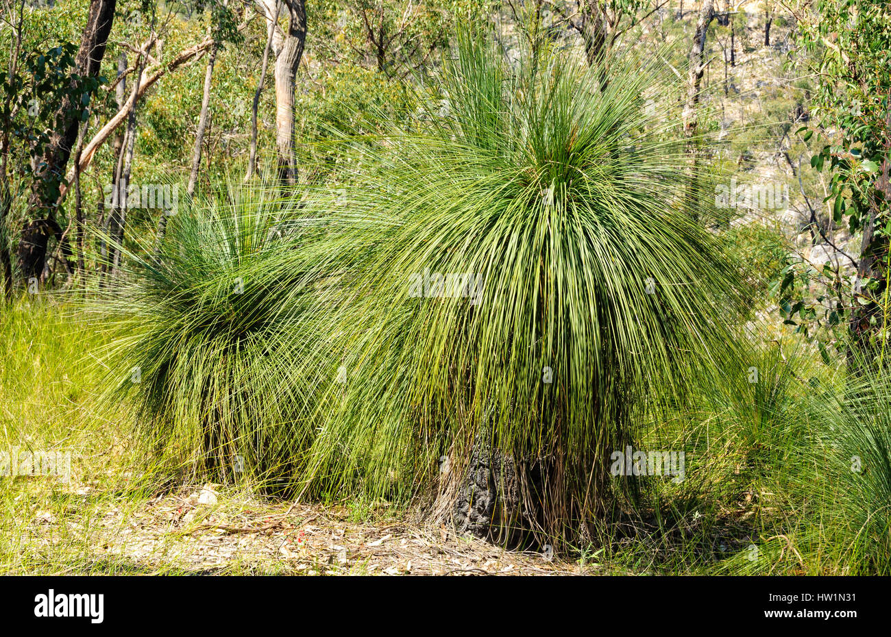 Spiky grass hi-res stock photography and images - Alamy