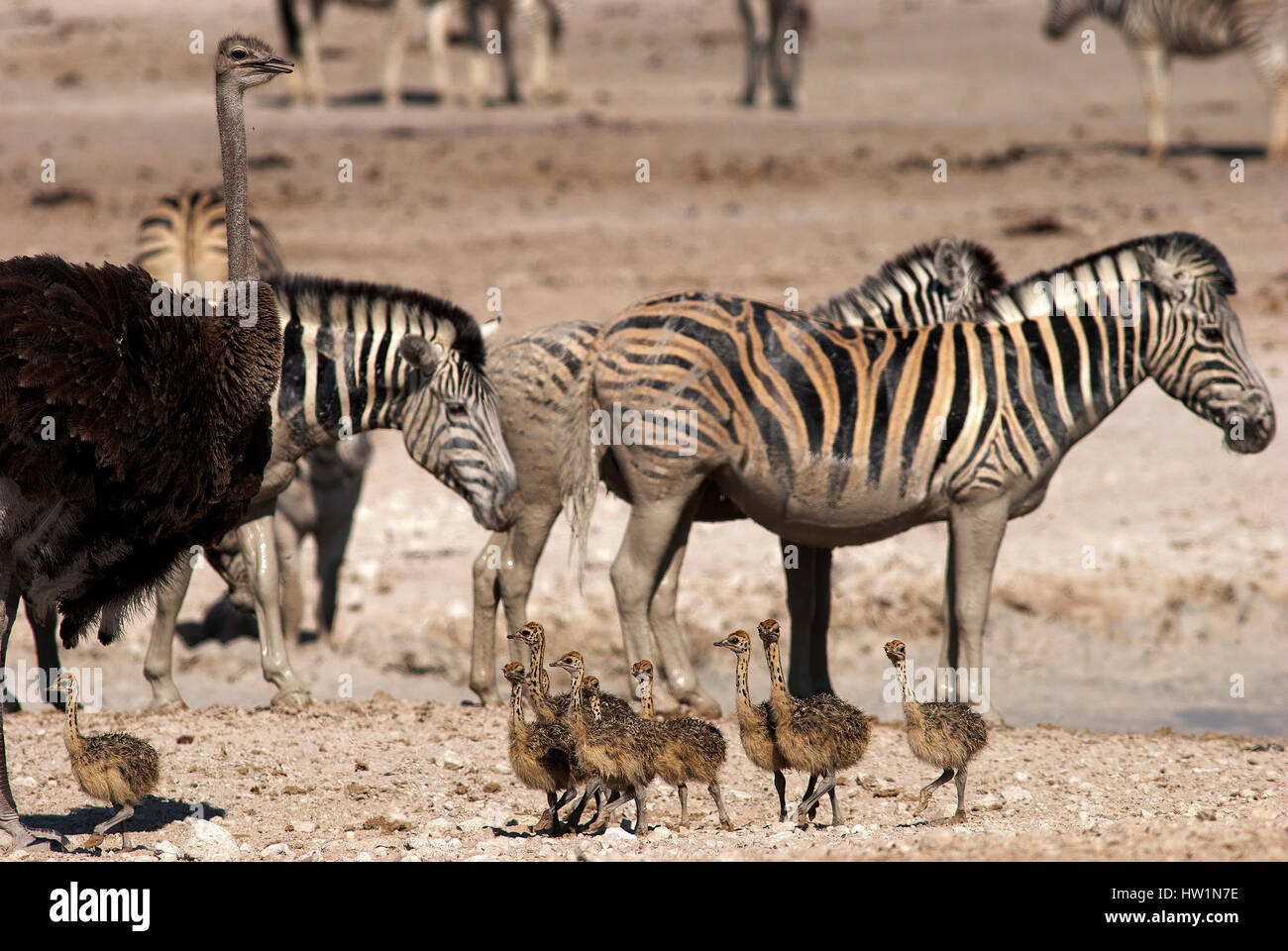 Zebras and ostrich at Newbroni waterhole, Etosha National Park, Namibia ...