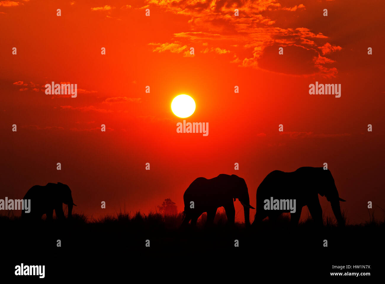 Elephants at sunset from the sunset cruise boat ride, Chobe river ...