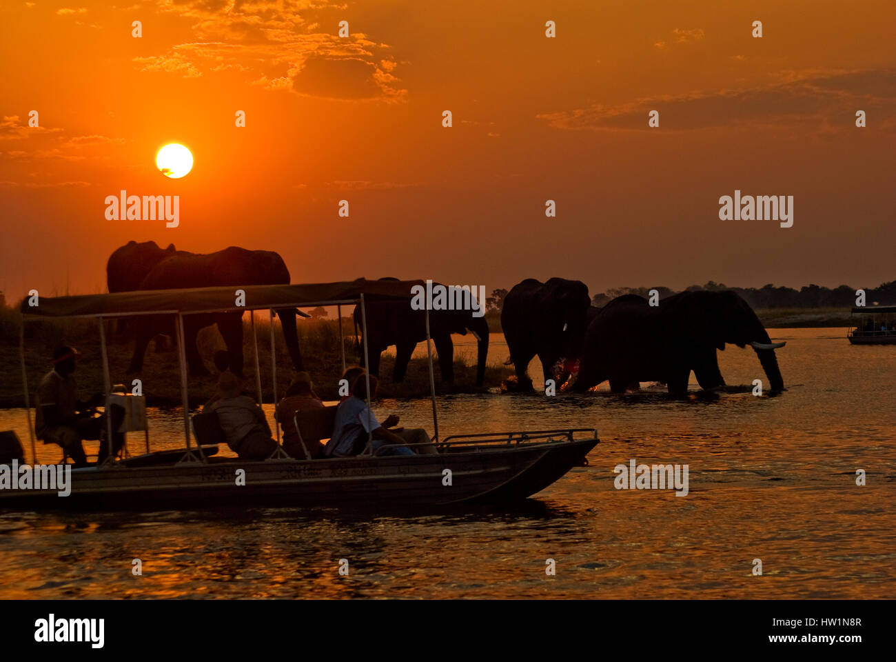 Elephants at sunset from the sunset cruise boat ride, Chobe river ...