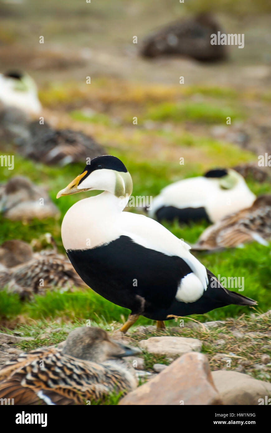 Common eider nesting in Svalbard, Arctic, Norway Stock Photo - Alamy