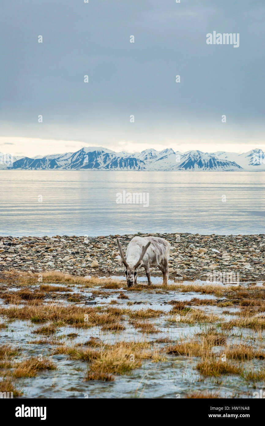 Reindeer eating grass infront of the sea and mountains in slow in ...