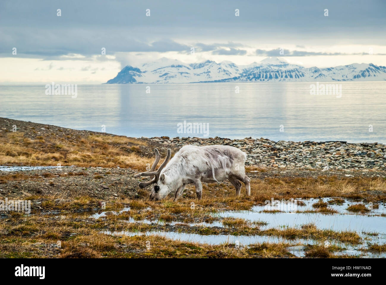 Scandinavian reindeer hi-res stock photography and images - Alamy
