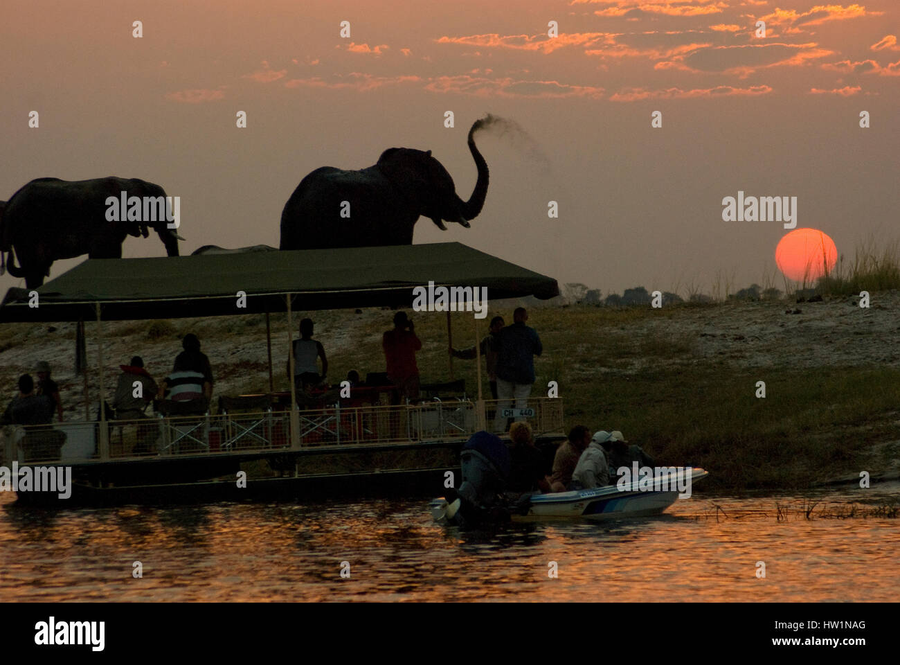 Elephants at sunset from the sunset cruise boat ride, Chobe river ...