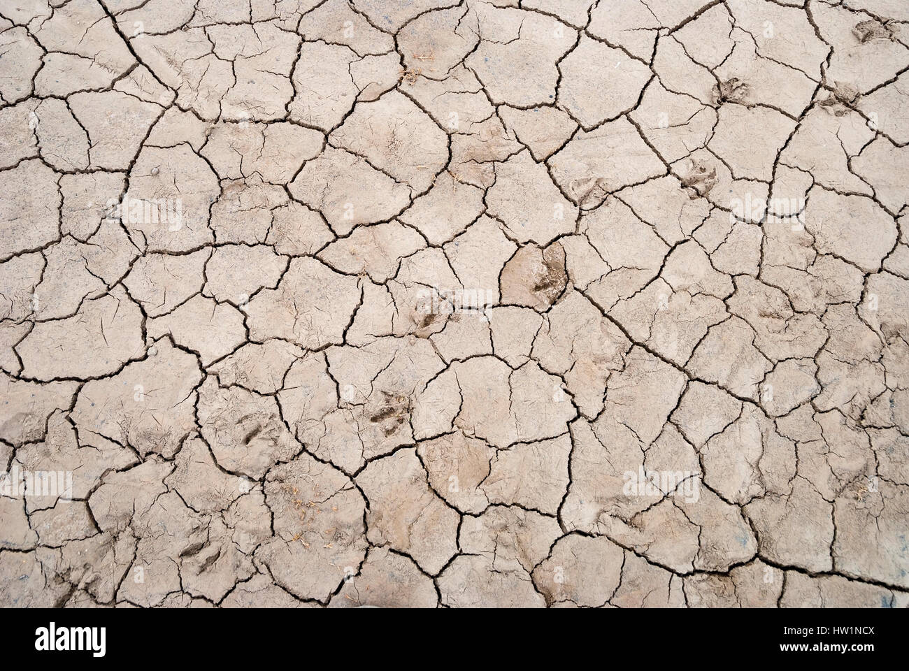 Cracked soil texture hi-res stock photography and images - Alamy