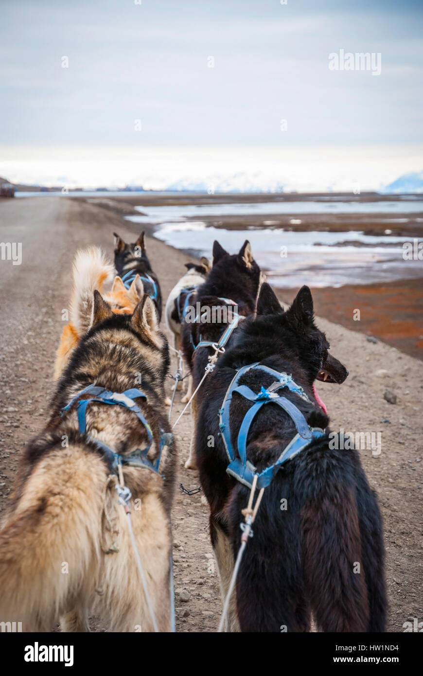 Arctic competition hi-res stock photography and images - Alamy