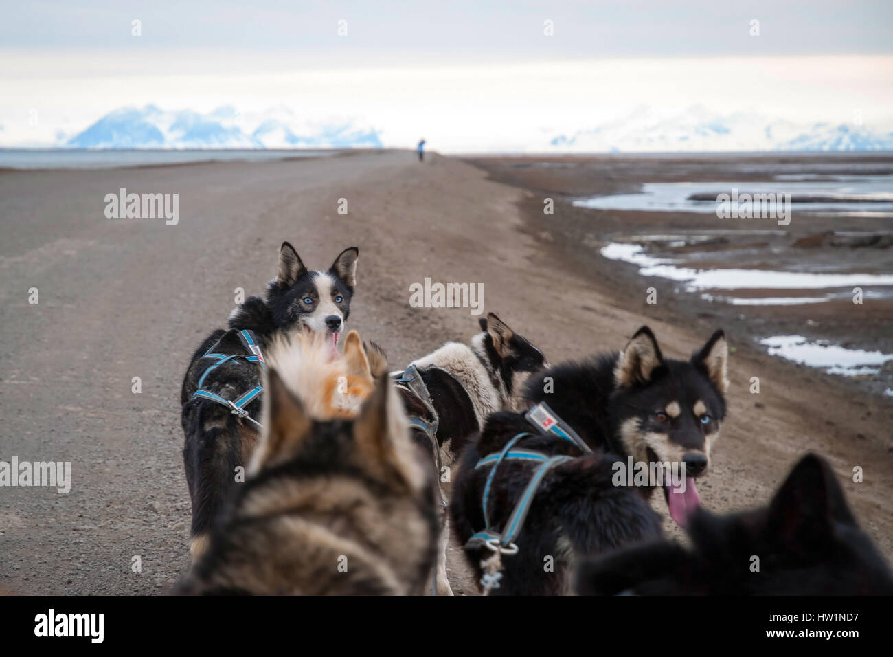 Sledding dogs ready to pull the sled in Svalbard, Arctic Stock Photo ...
