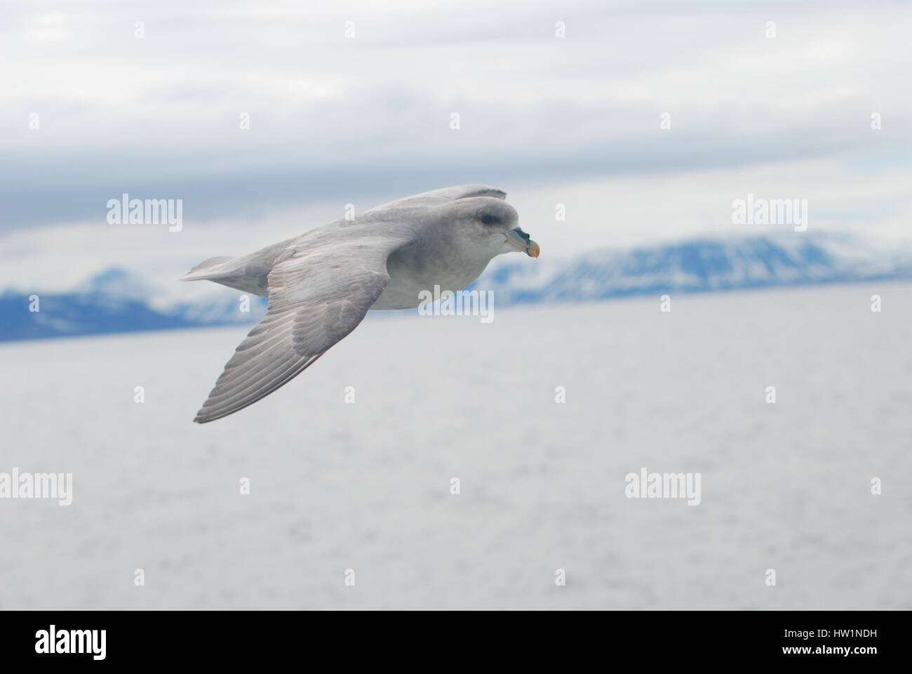 Northern arctic fulmar bird gliding over the arctic sea, Svalbard Stock ...
