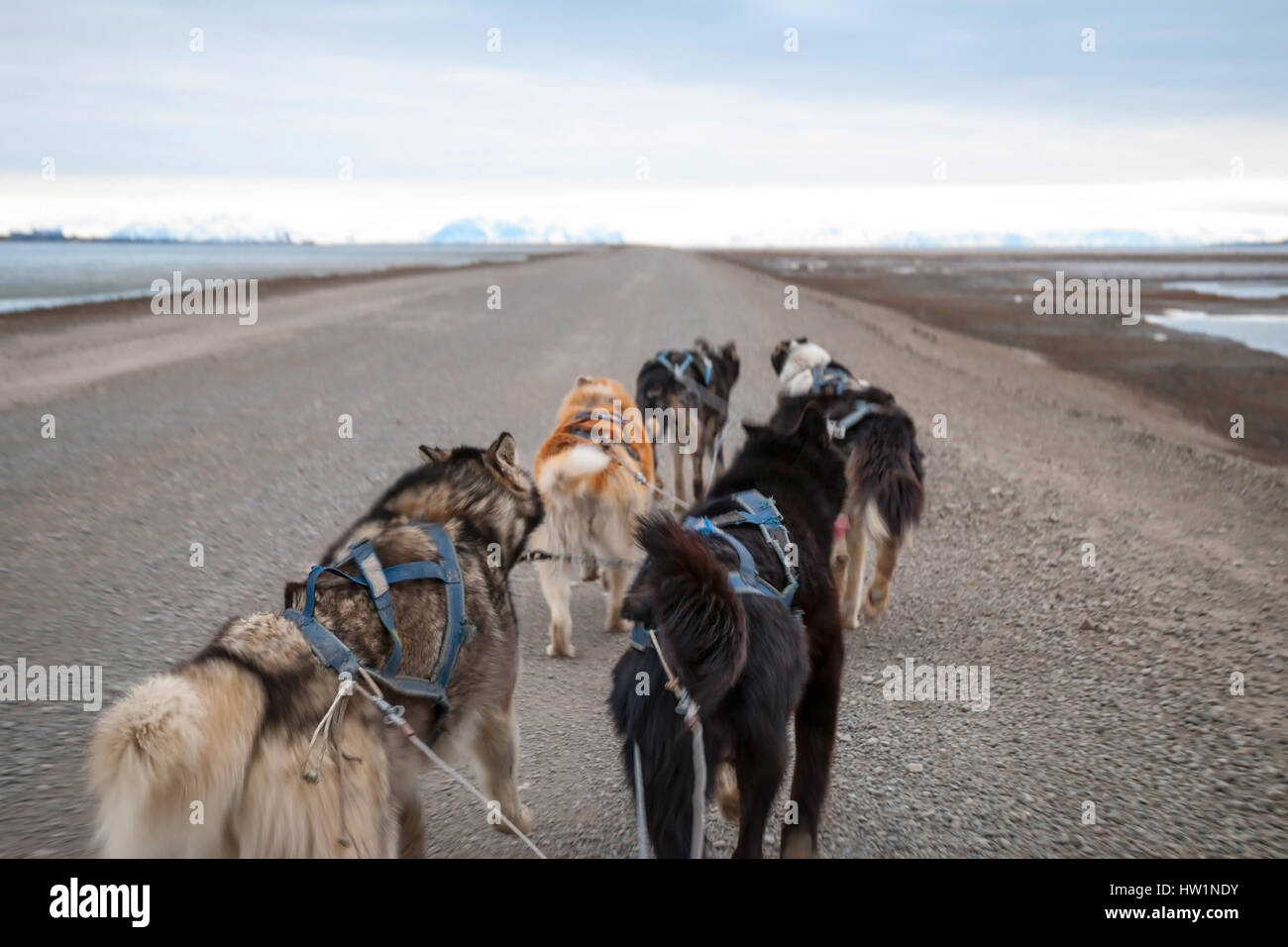 Dog sledding in summer in Svalbard, Arctic, first person perspective ...