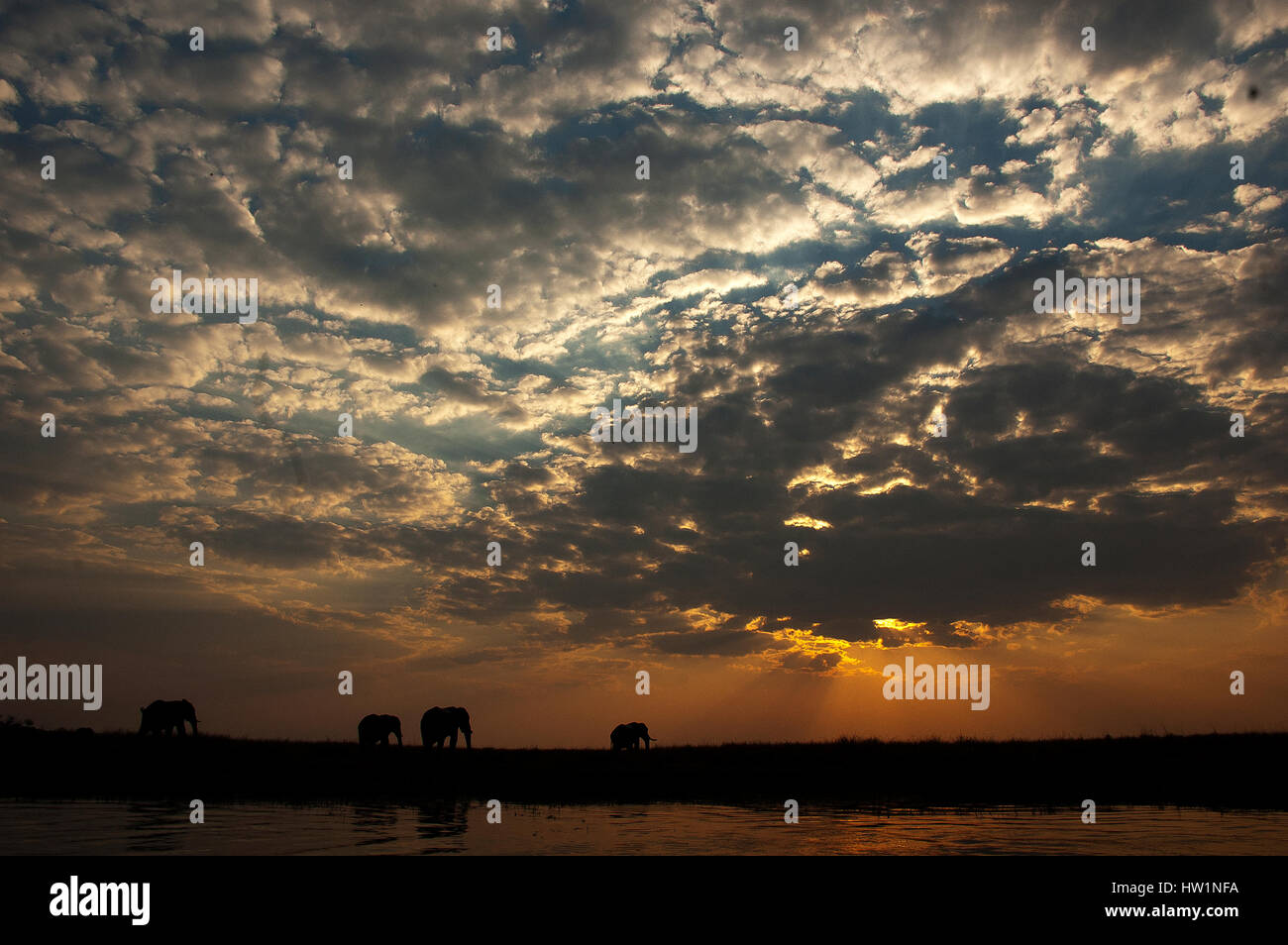 Elephants at sunset from the sunset cruise boat ride, Chobe river ...