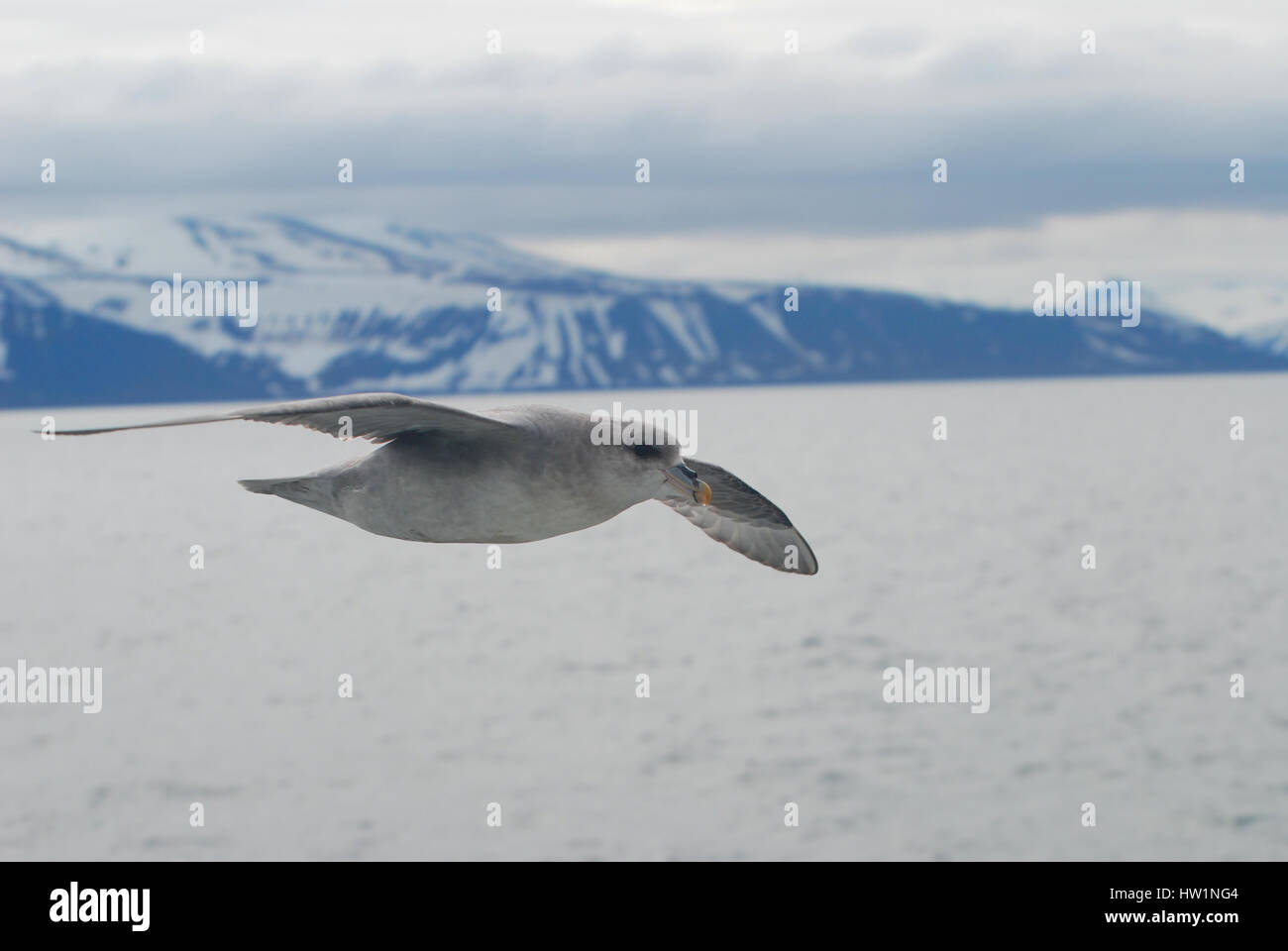 Northern arctic fulmar bird gliding over the arctic sea, Svalbard Stock ...