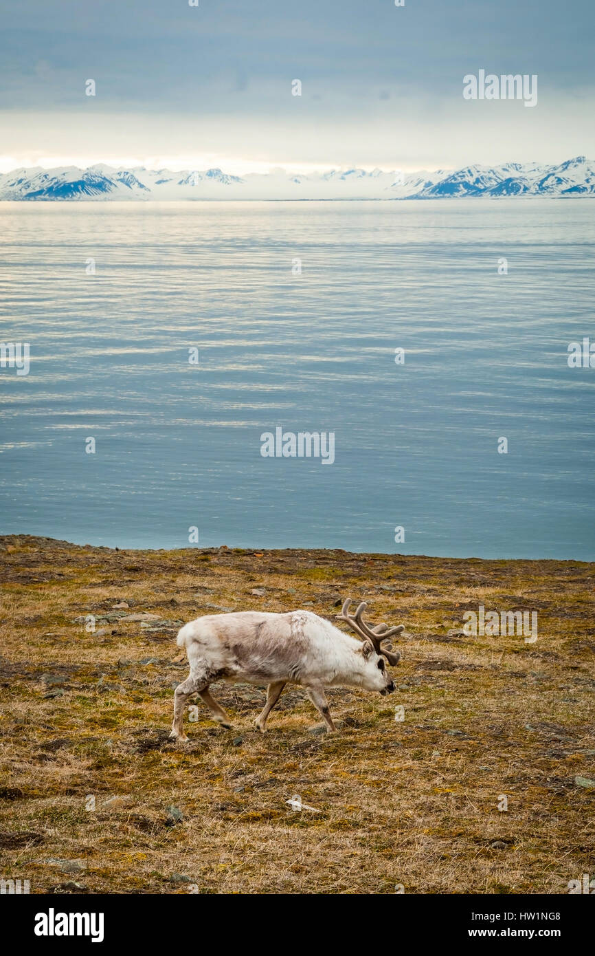Reindeer eating hi-res stock photography and images - Alamy