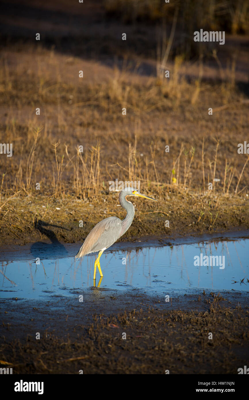 Tricolored heron merritt island florida hi-res stock photography and ...